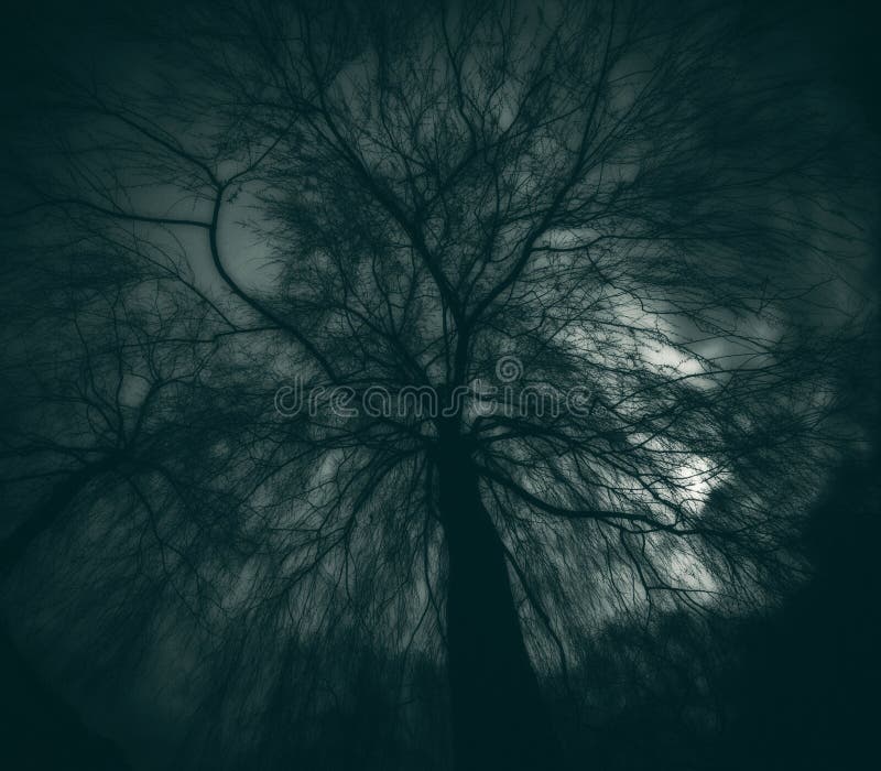Evil Atmosphere a Dark Night with a Silhouette of a Bare Tree Stock ...