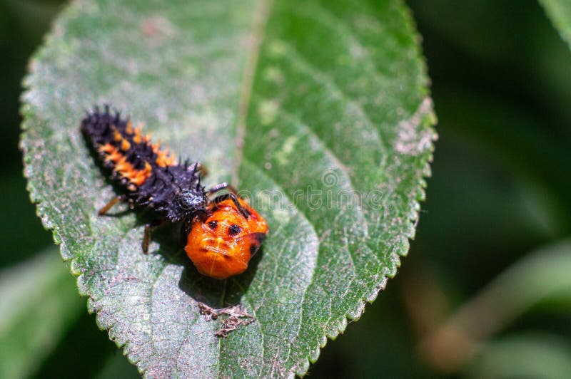 This is a evil beetle stock photo. Image of dinner, macro - 241098188