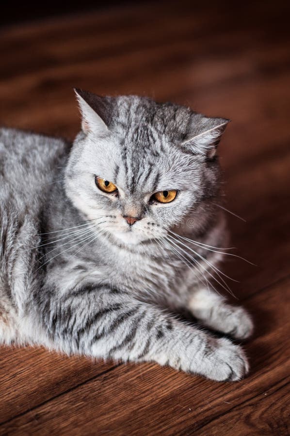 Evil british cat lying stock photo. Image of naughty - 76587600