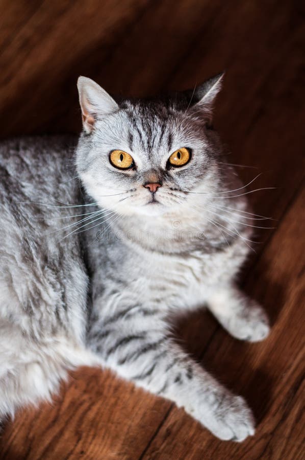 Evil british cat lying stock image. Image of lying, friendship - 76587605