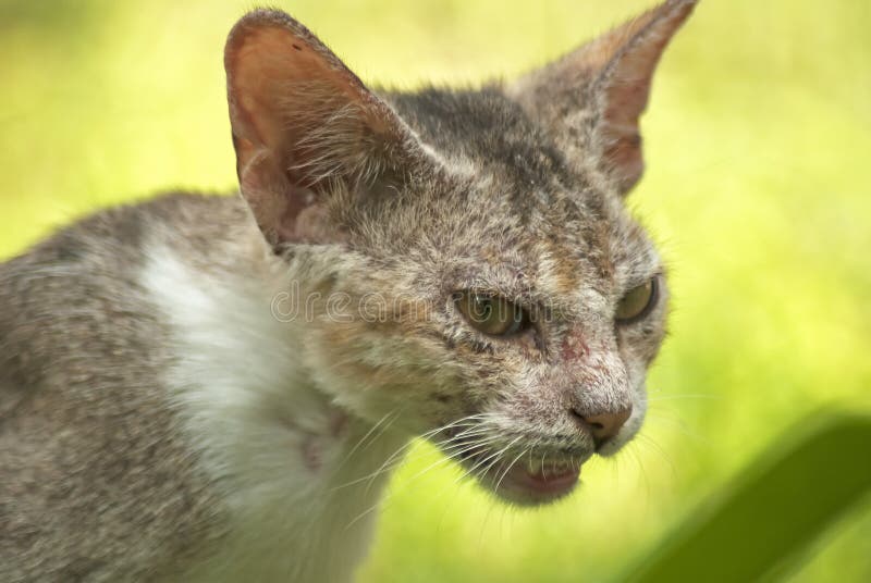 Snarling Cat stock image. Image of hiss, anger, cattitude - 187567