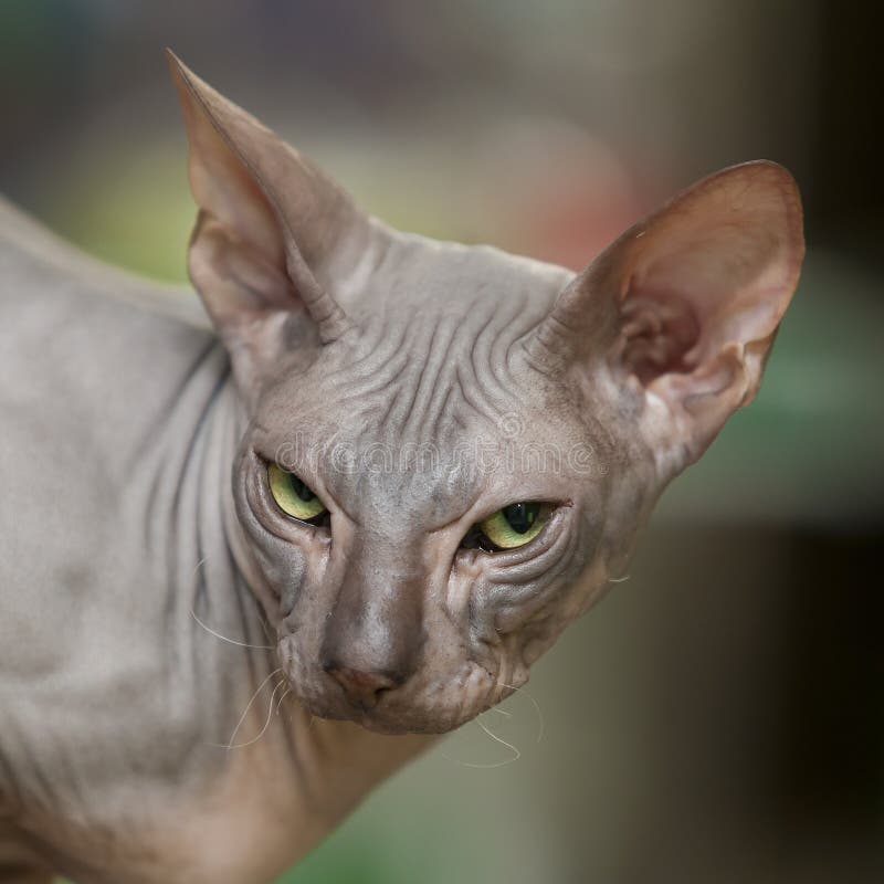 Angry Cat, Sphinx of Canada Stock Photo - Image of pink, sphynx: 147036728