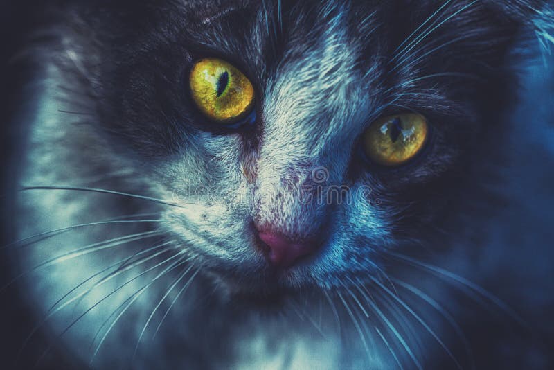 The Evil Cat stock photo. Image of range, eyes, cute - 50217928