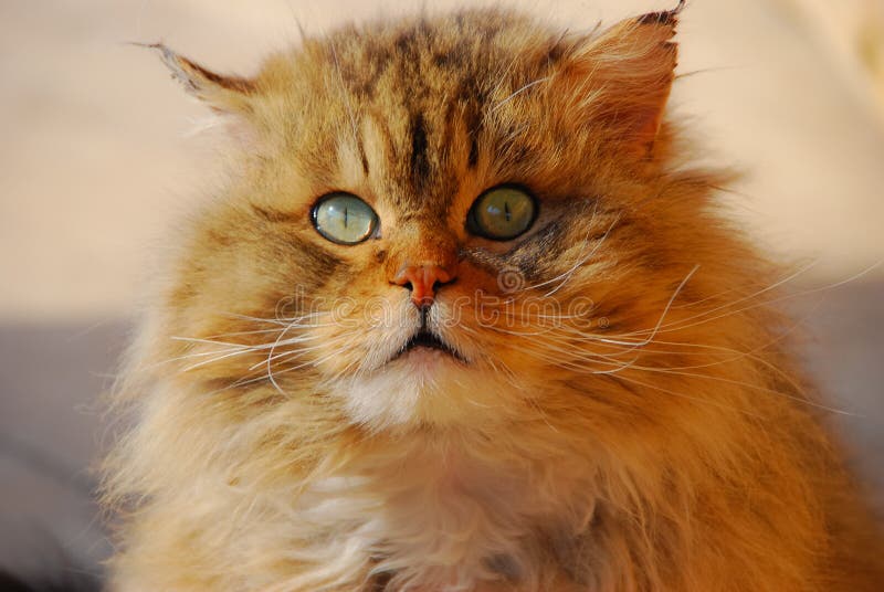 Angry scary wild cat stock photo. Image of beautiful - 141770062
