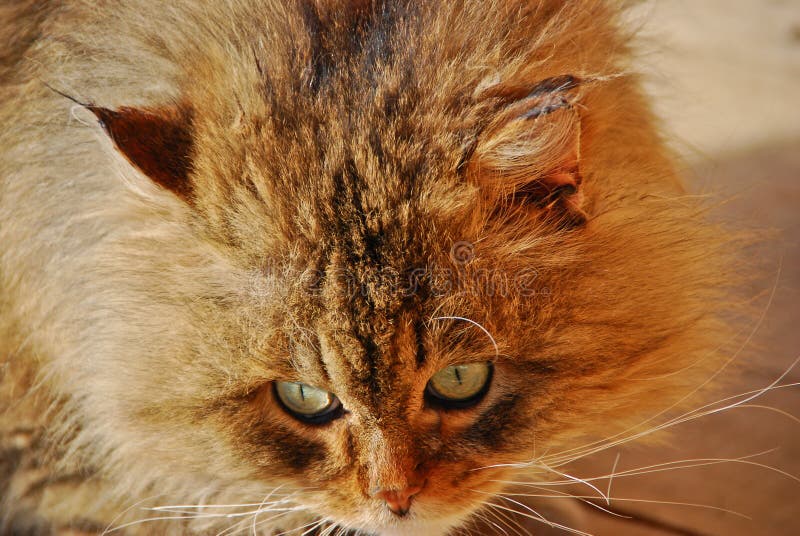 Angry scary wild cat stock photo. Image of closeup, nature - 141769916