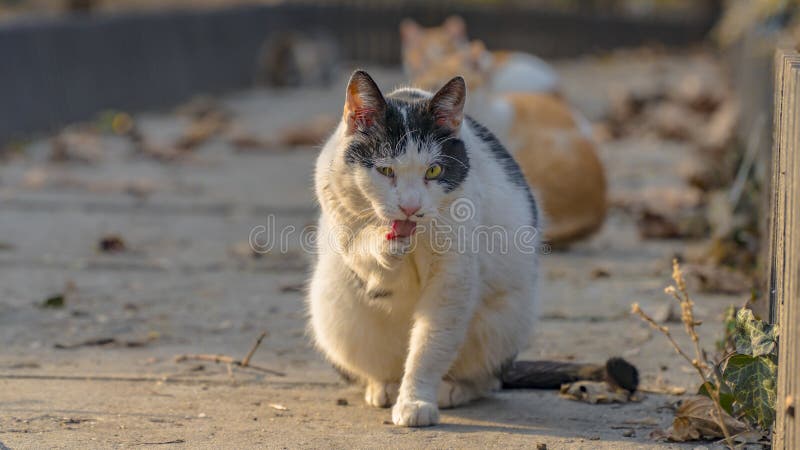 Evil cat look stock image. Image of paws, licking, bagging - 141126031