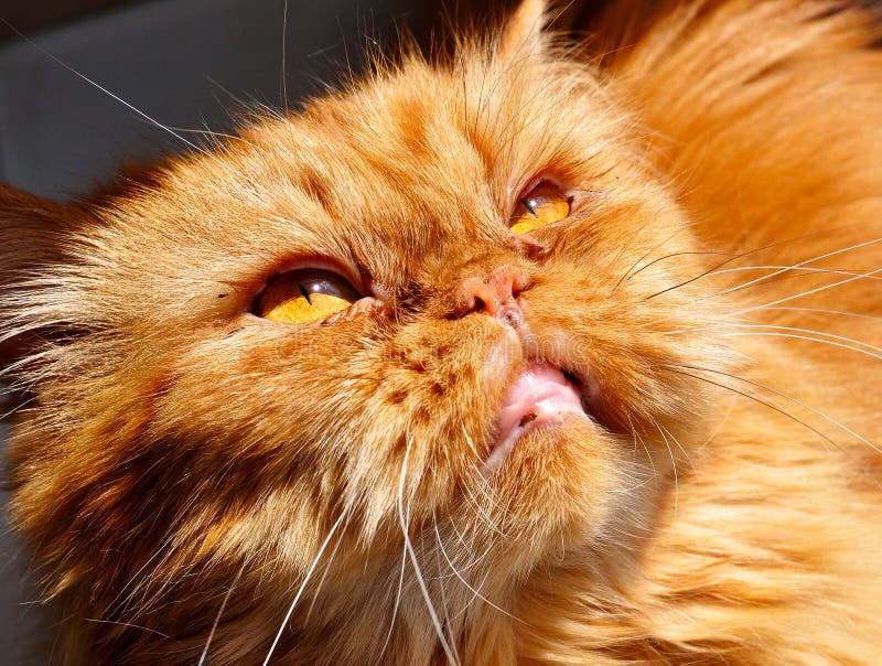 Evil cat red persian stock image. Image of adorable, lovely - 41788459