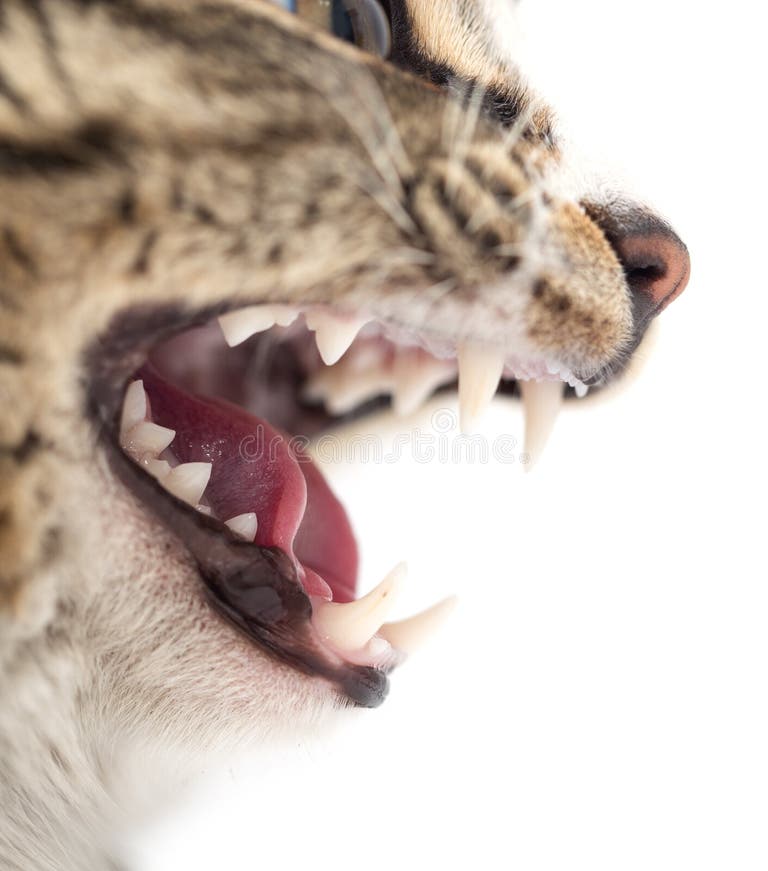 16,583 Evil Teeth Stock Photos - Free & Royalty-Free Stock Photos from ...