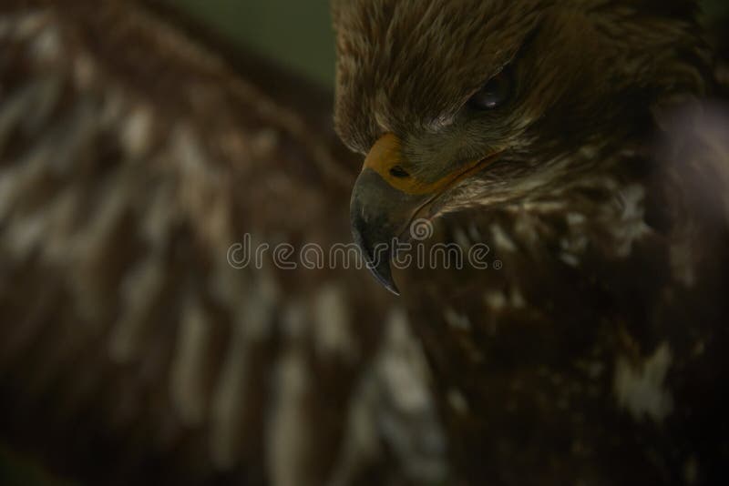 Evil eagle stock image. Image of bird, scare, eyes, menace - 46443637