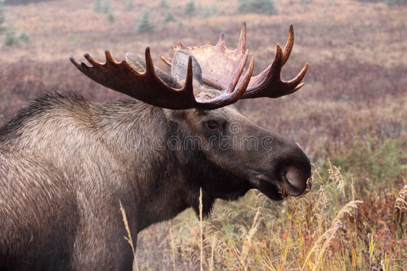 Moose from Behind in the River Stock Image - Image of moose, foret ...
