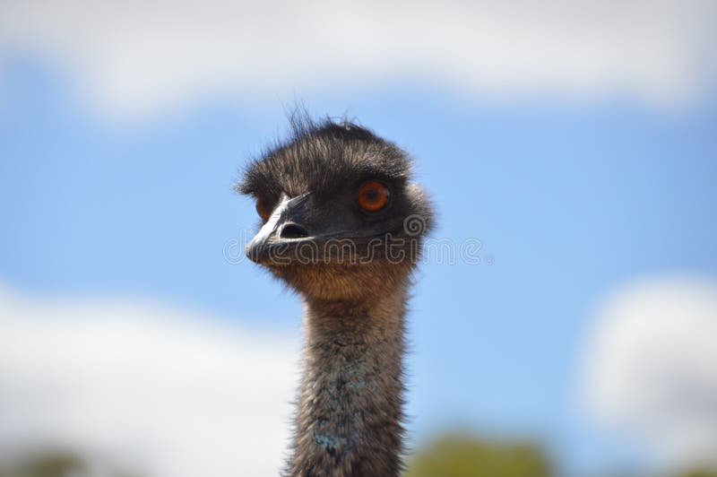 Evil eye emu stock photo. Image of animal, wildlife - 215332740