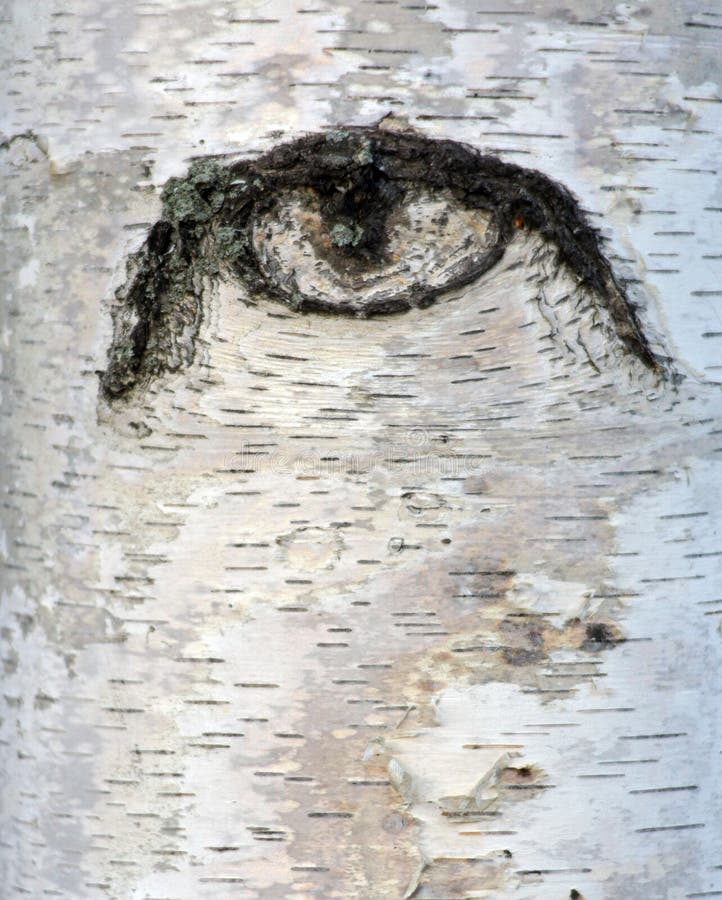 Evil eye of Mother Nature stock photo. Image of outdoor - 26278110