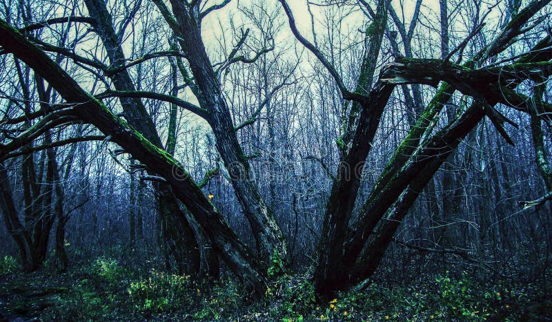 The Evil Forest of Canada stock photo. Image of luminant - 158584270