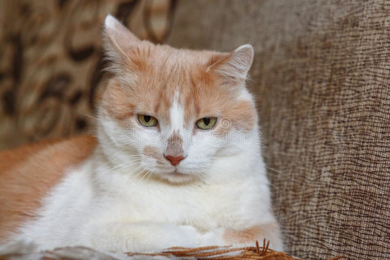 Evil ginger cat stock image. Image of animal, beauty - 89309041