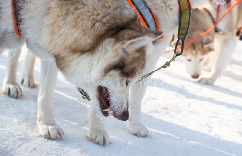 Evil Husky Stock Photos - Free & Royalty-Free Stock Photos from Dreamstime