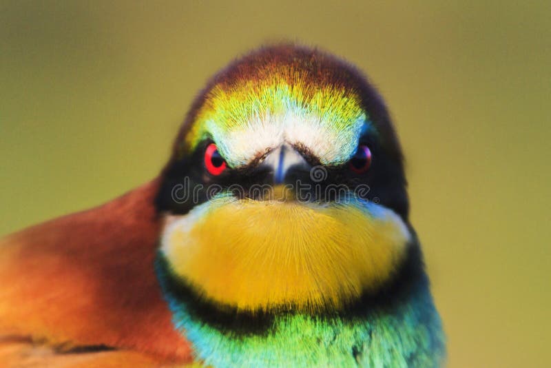 Evil Look Beautiful Colored Birds Stock Photo - Image of feather ...