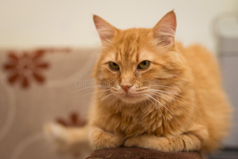 Evil look stock image. Image of breed, bored, simple - 33306397