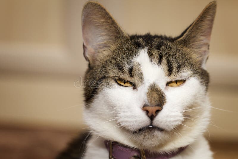 Evil looking cat stock image. Image of sinister, portrait - 58863261