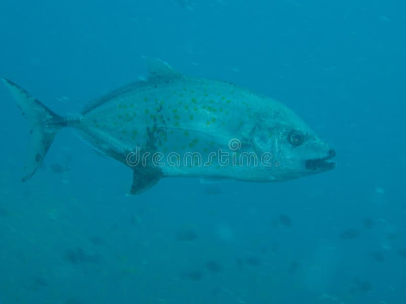 Evil Looking Fish stock photo. Image of fish, diving - 10528284
