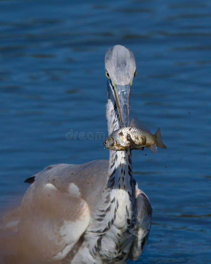 Evil Looking Heron with Fish Stock Photo - Image of ducks, waterfowl ...