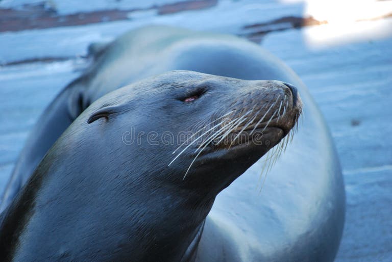133 Seal Evil Stock Photos - Free & Royalty-Free Stock Photos from ...