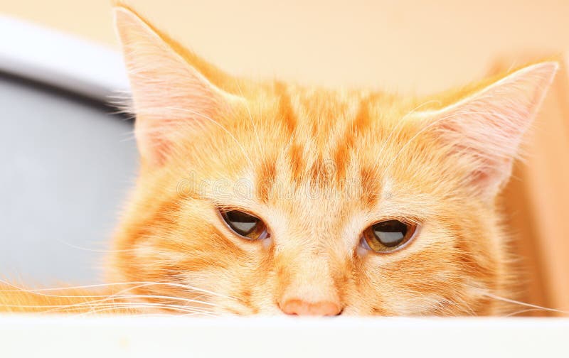 Cat red evil eyes stock photo. Image of furry, black - 147580636