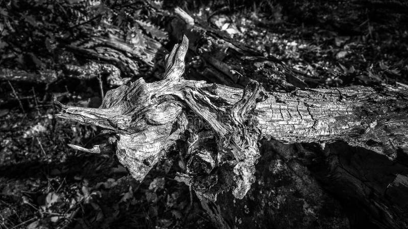 3D demon tree stock image. Image of embedded, bones, graphics - 33195243