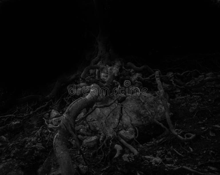 Evil Tree Roots in a Dark Forest Stock Image - Image of reach, fire ...