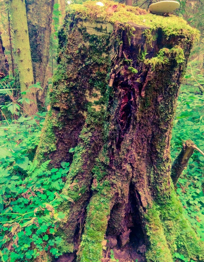 Evil Eye Tree stock image. Image of evil, material, branches - 254861853