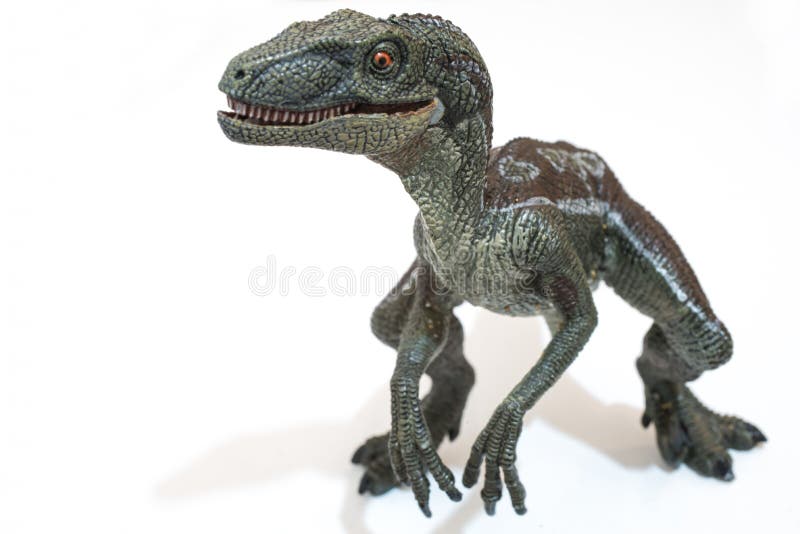 Evil Velociraptor on White Background Stock Photo - Image of ancient ...