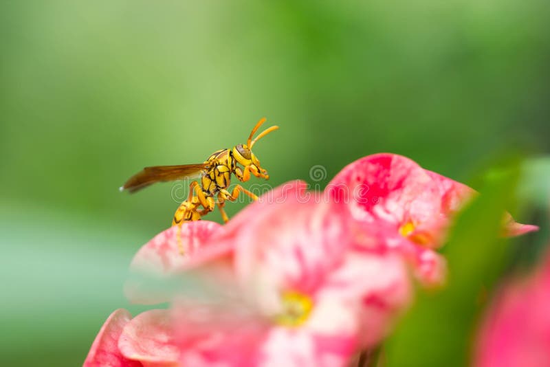 The Evil Wasp Sitting on a Pink Flower Stock Photo - Image of nature ...