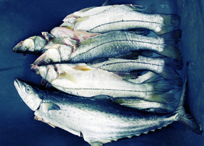 Fresh Marine Fish Ready To Cook. Stock Image - Image of eyes, head ...