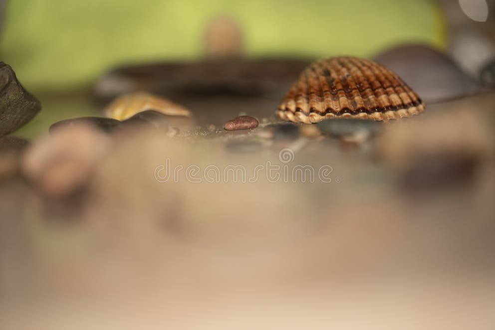 Evocation of the Tranquility and Serenity of the Environment from Which ...