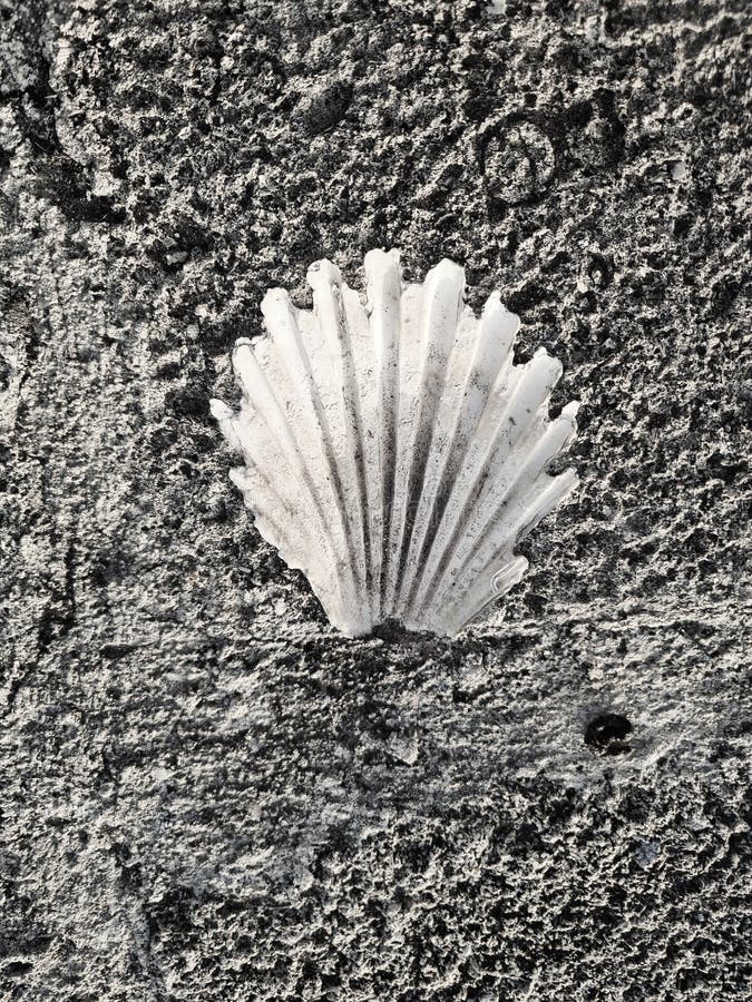 Black and White Texture of Shell Cemented into a Wall Stock Photo ...