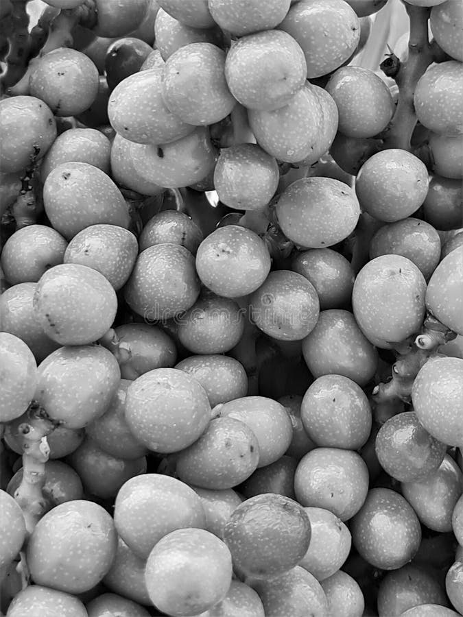 Texture of Dates on the Tree Stock Photo - Image of texture, evocative ...