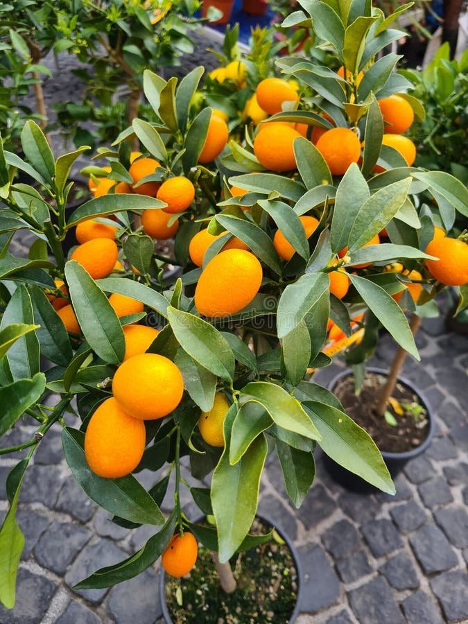 Small mandarin tree stock photo. Image of close, nature - 279763864