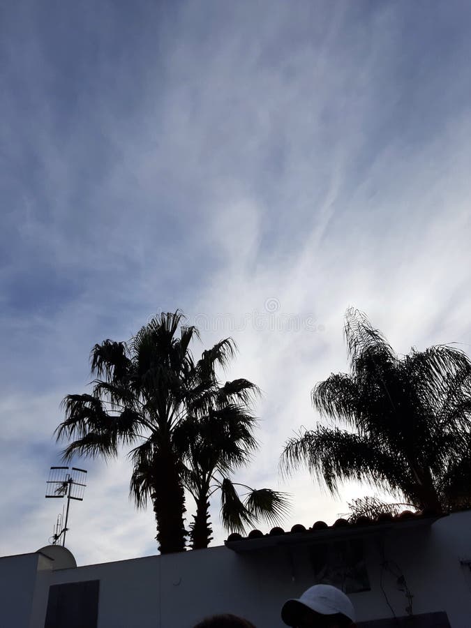 Crown of Palm Trees Against the Light Stock Photo - Image of light ...