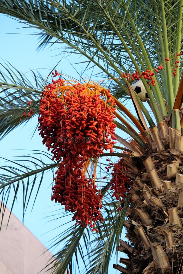 Dates from a date palm stock image. Image of spring - 307131503