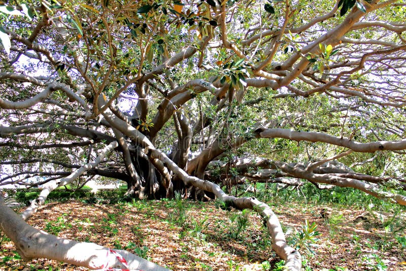 Trunk of Ficus with Many Branches Stock Photo - Image of lonely ...