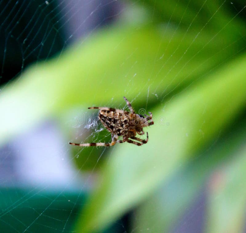 Spider on its web stock photo. Image of arthropod, ground - 242814206
