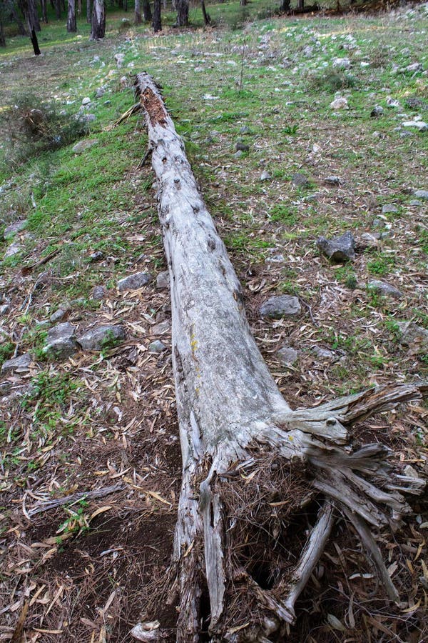 Trunk felled in a forest stock photo. Image of trees - 273444664