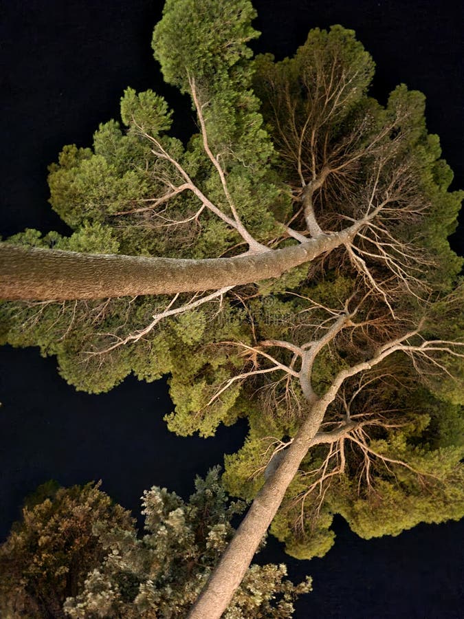Trunk and Crown of Trees at Night Stock Photo - Image of foliage, green ...