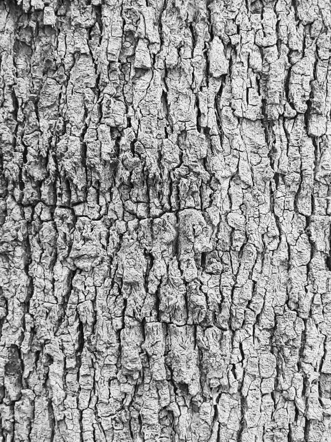 115,143 Tree Trunk Surface Texture Stock Photos - Free & Royalty-Free ...