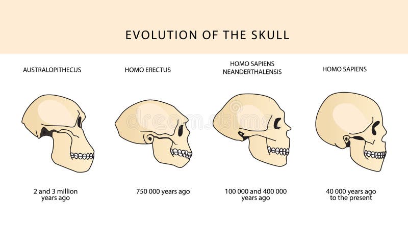 Evolutie Van De Schedel Menselijke Schedel Australopitecus Vector ...