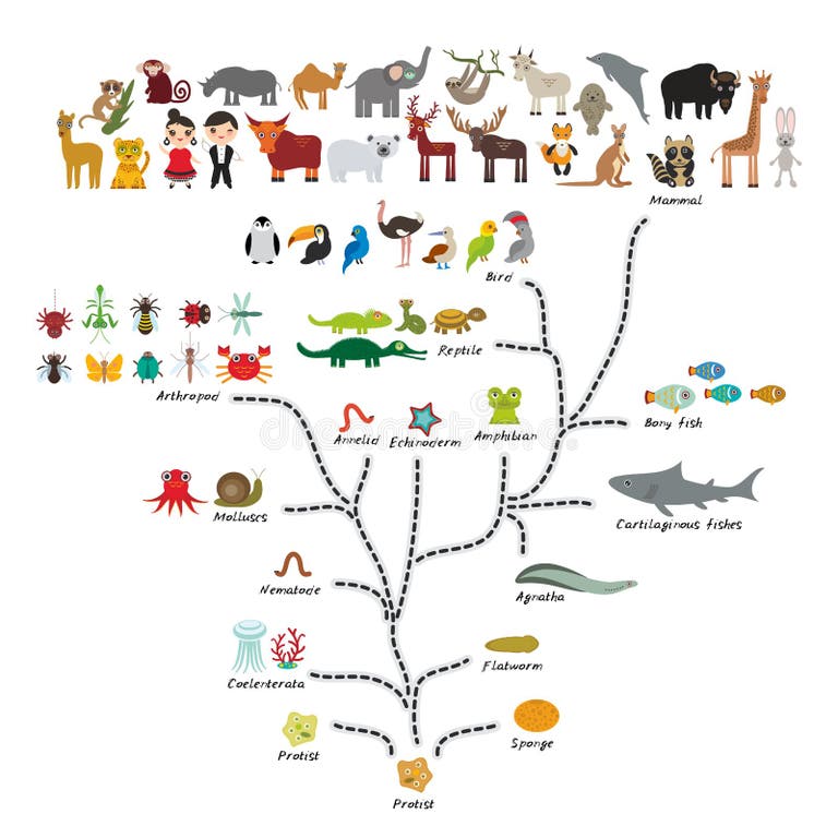 Evolution Sea Creatures Stock Illustrations – 39 Evolution Sea ...