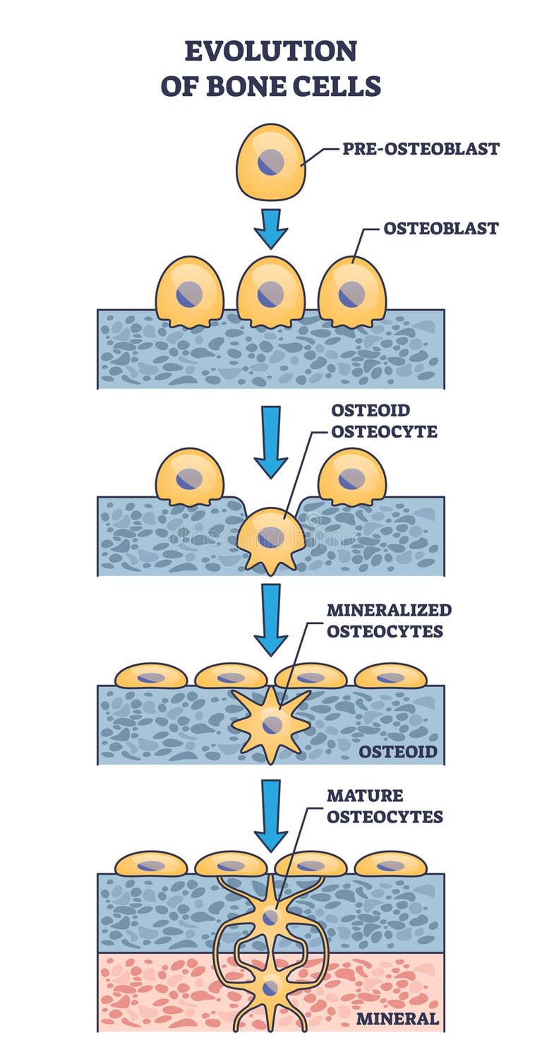 Ossification Process Stock Illustrations – 27 Ossification Process ...