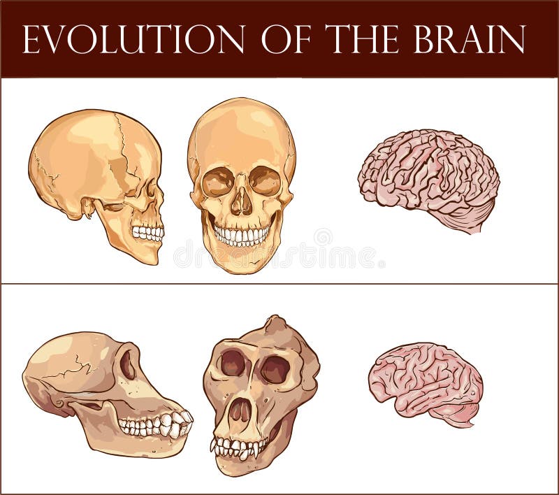 Evolution of the Brain Vector Illustration Stock Vector - Illustration ...
