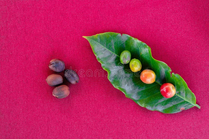 The Evolution of the Coffe Bean. Showing 5 Stages of the Coffee Bean ...