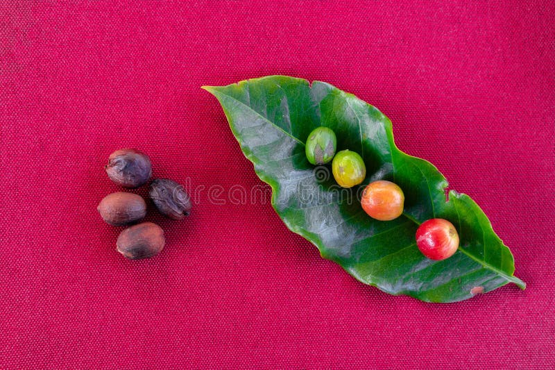 The Evolution of the Coffe Bean. Showing 5 Stages of the Coffee Bean ...