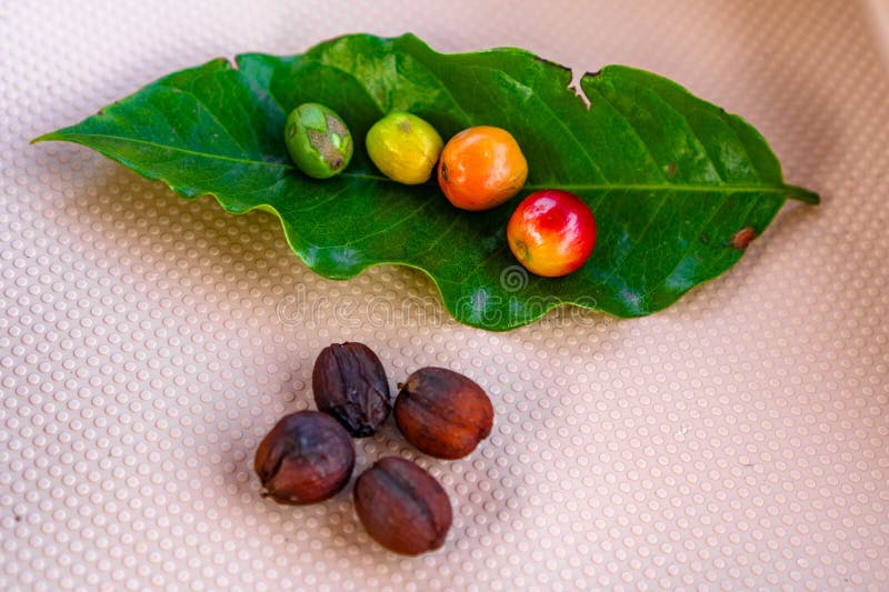The Evolution of the Coffe Bean. Showing 5 Stages of the Coffee Bean ...